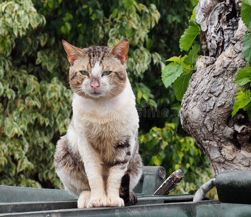 Cats of Crete Greece stock photo. Image of greece, feline - 99374958