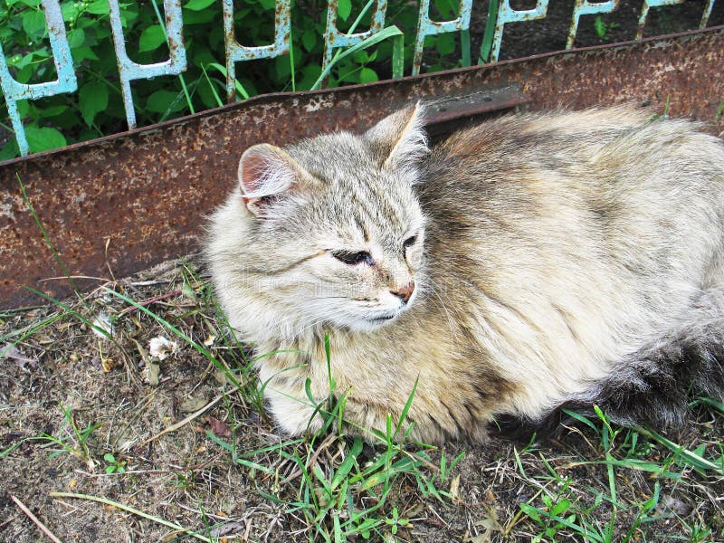 Clapping Kitten Stock Photos - Free & Royalty-Free Stock Photos from ...