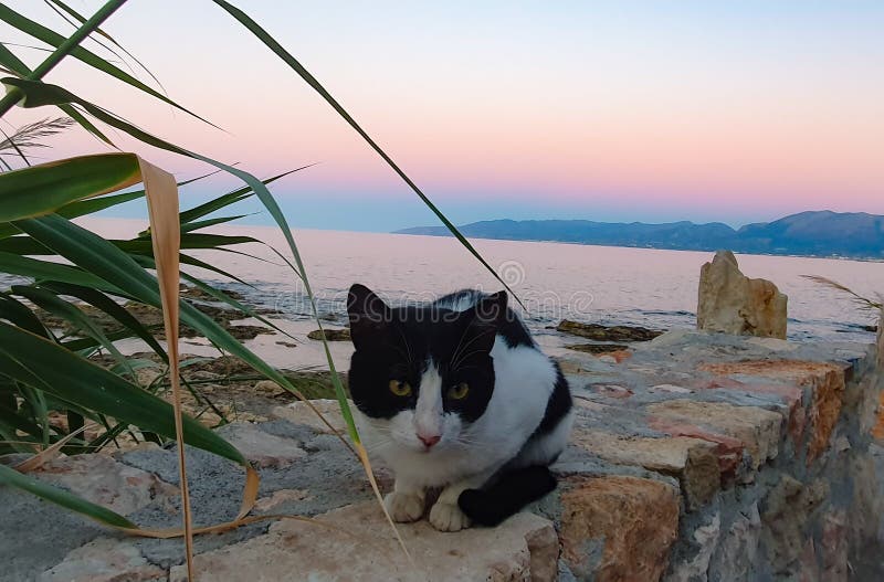 Greek Cat Waiting for Her Food Crete Stock Image - Image of waiting ...