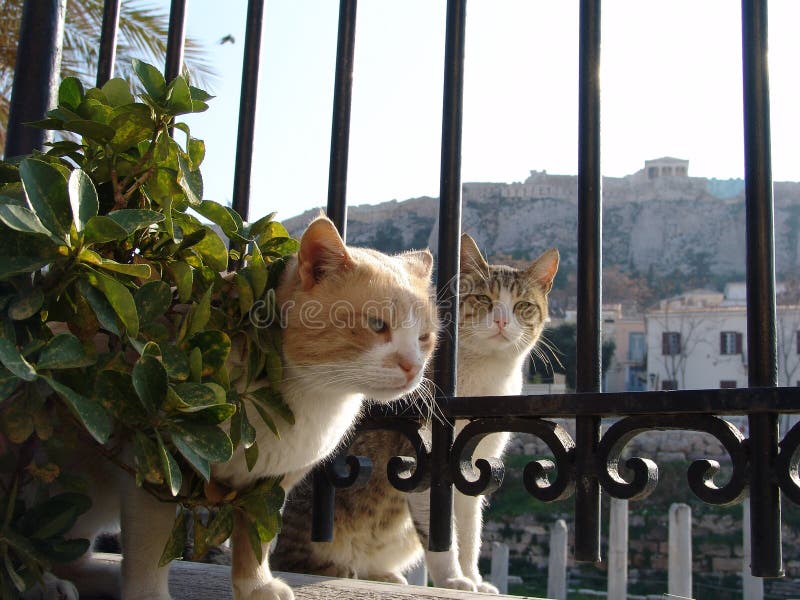 Greek cats stock photo. Image of greece, pets, athens, food - 489740
