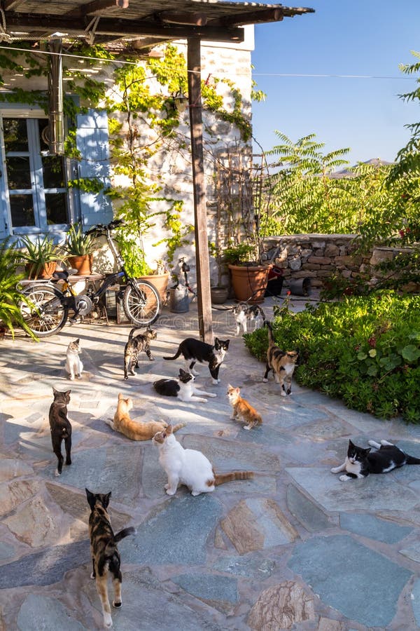 Greek Cats - Beautiful Cats Sitting on the Stairs at the Entrance To ...