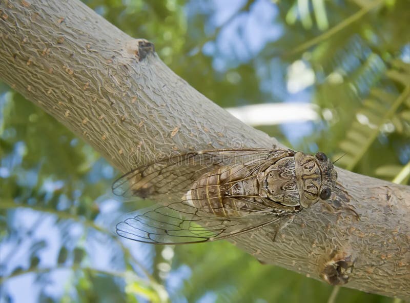 Greek Cicada stock photo. Image of greece, europe, chirp - 36975552
