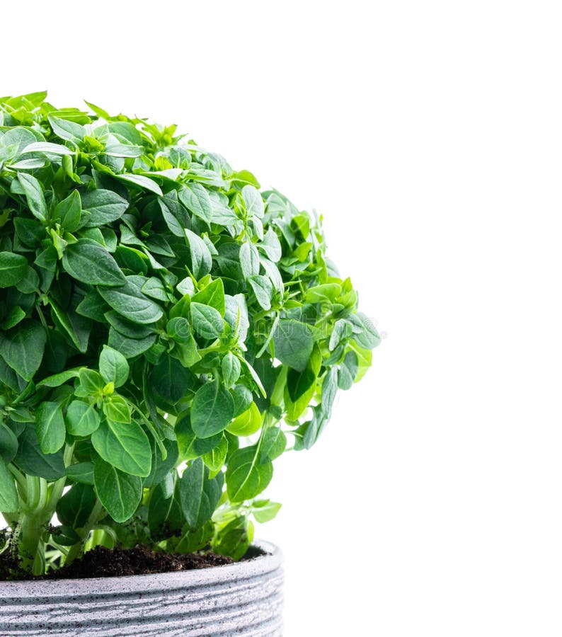 Greek Dwarf Basil Plant in Clay Pot Isolated on White Stock Photo ...