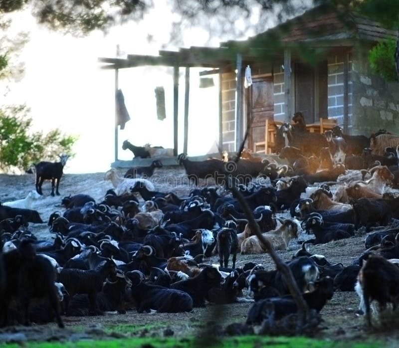 Greek goat farm stock photo. Image of milk, livelihood - 3075494