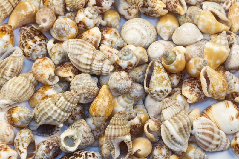 Greek Island ,seashells and Oysters Stock Photo - Image of blue ...