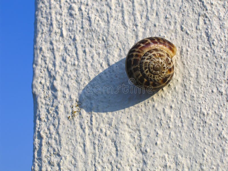 Snail Shell on White Wall, Greece Stock Image - Image of brown, greek ...