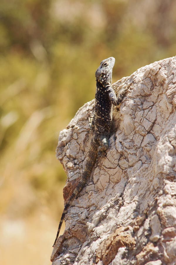 Greek lizard stock photo. Image of tail, reptile, greece - 44674352