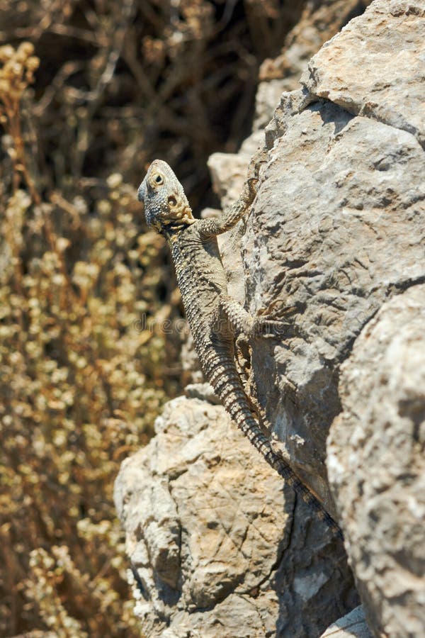 Greek lizard on a rock stock image. Image of rhodes, rock - 62594701