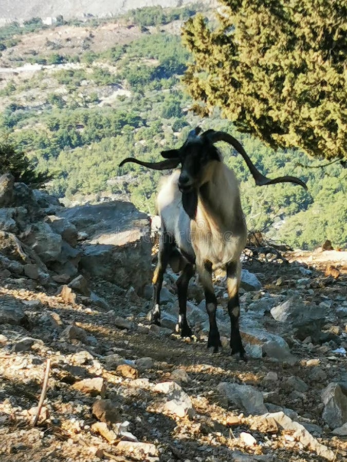 Greek Mountain goat stock image. Image of plant, cattle - 253184127