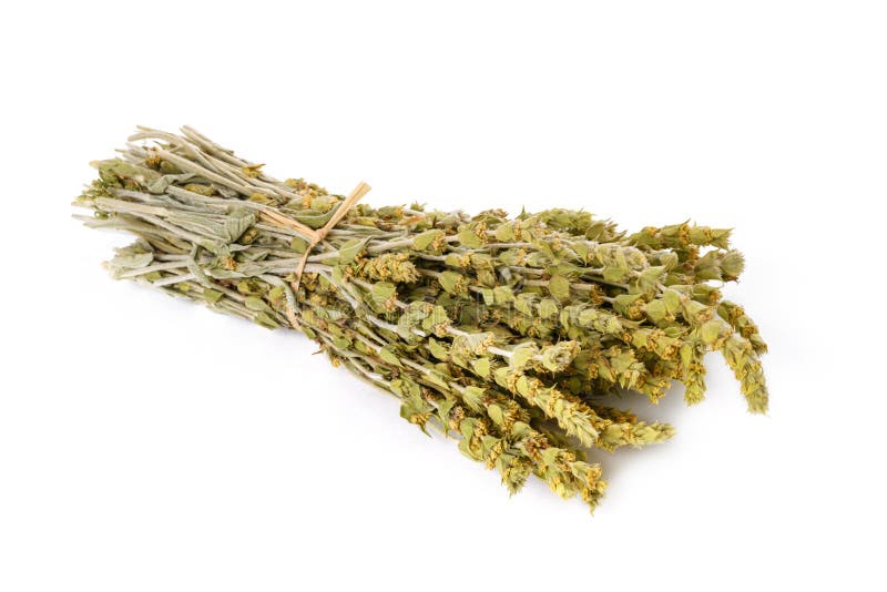 Greek mountain tea bunch stock photo. Image of drink - 230250100