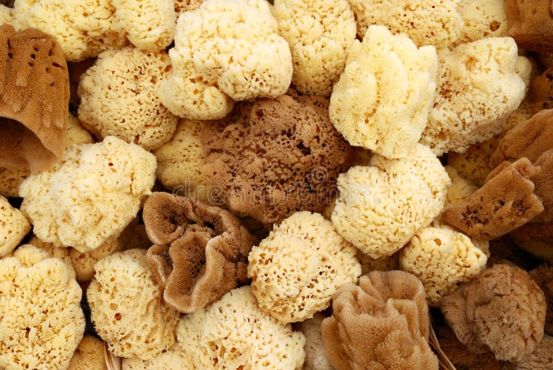 Greek natural sponges stock photo. Image of clean, color - 7388186