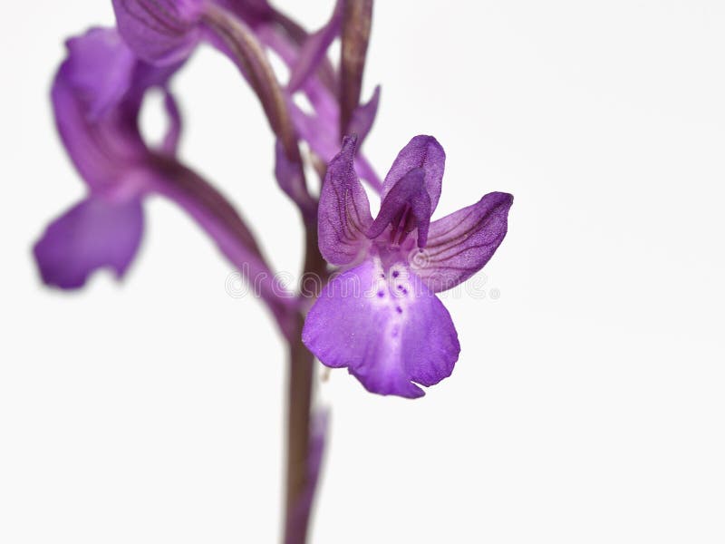 BoryÂ´s orchi, Crete stock photo. Image of blossom, orchids - 177023432