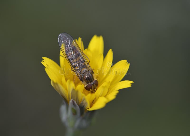 Episyrphus Balteatus, Crete Stock Photo - Image of beauty, insect ...