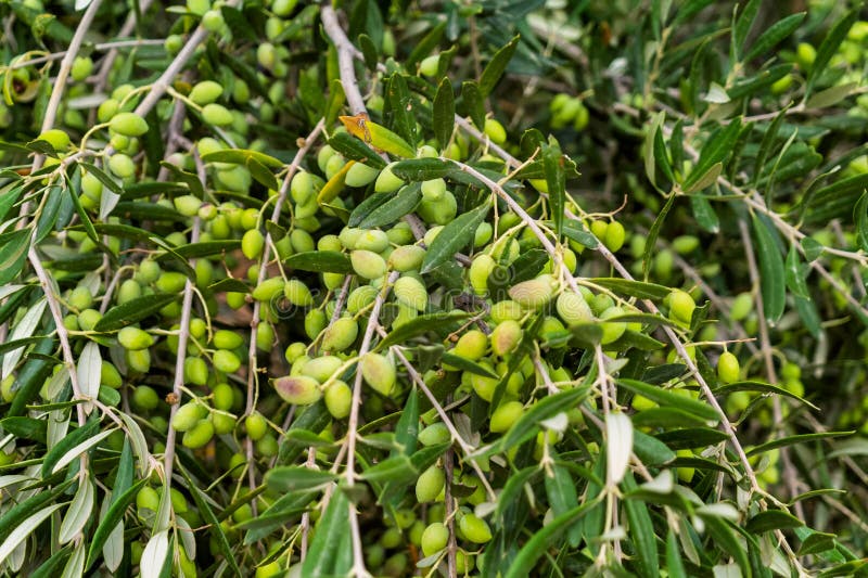 Greek Olives on Olive Tree. Crete Island, Greece Stock Image - Image of ...
