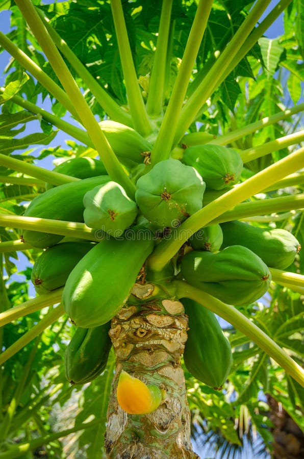 Greek papaya tree stock photo. Image of food, agriculture - 60116660