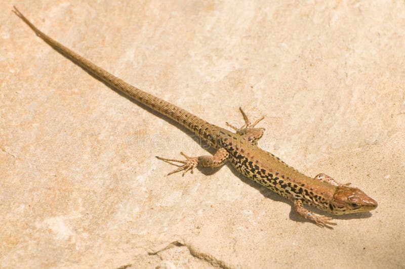 Greek rock lizard stock image. Image of zante, graeca - 20923291