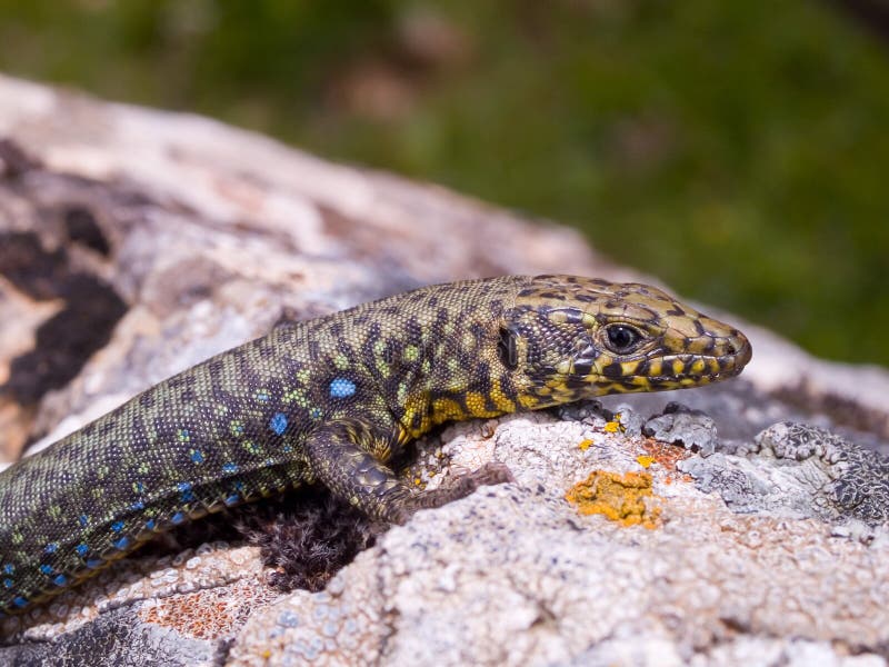Greek Rock Lizard in Its Natural Habitat Stock Photo - Image of habitat ...
