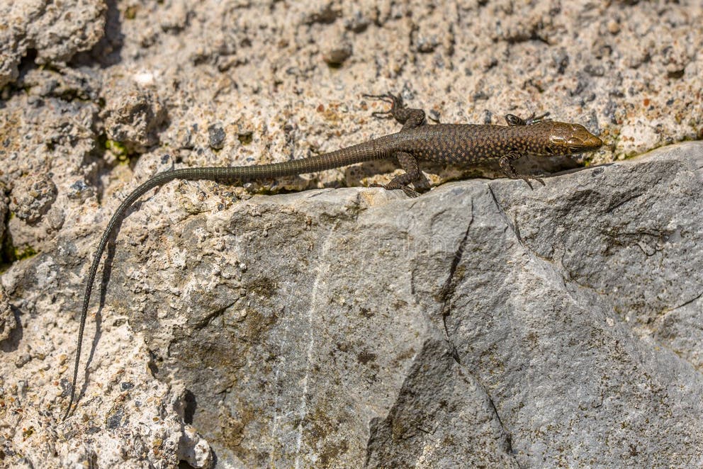 Greek Rock Lizard on Stone Wall Stock Photo - Image of lacerta, color ...