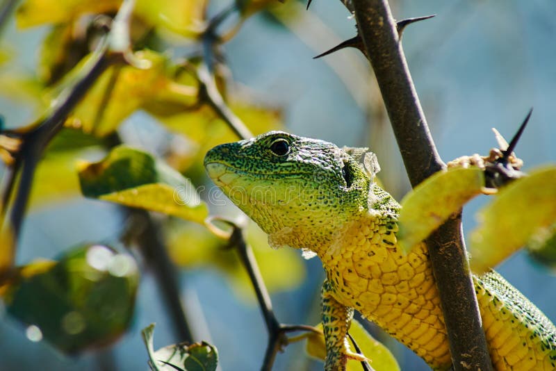 297 Lizard Greece Photos - Free & Royalty-Free Stock Photos from Dreamstime