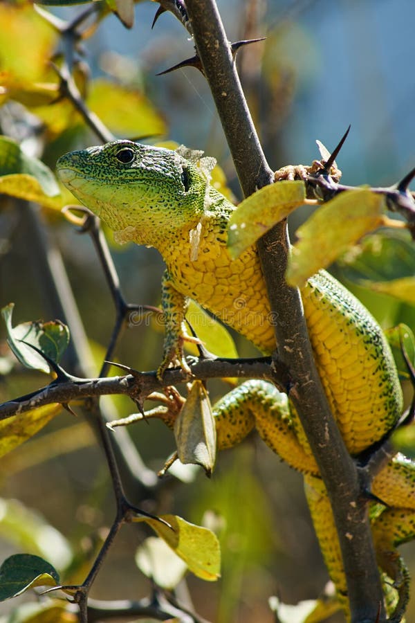 Greek rock lizard on tree stock image. Image of corfu - 172419667