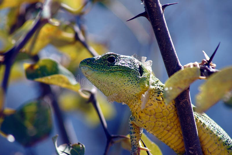 Greek rock lizard on tree stock image. Image of tree - 35618189