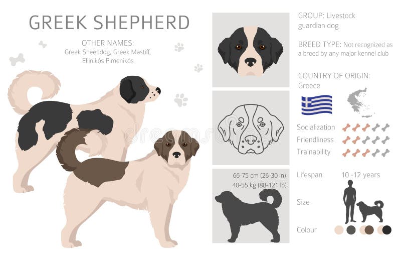 Greek Shepherd Clipart. Different Coat Colors Set Stock Vector ...