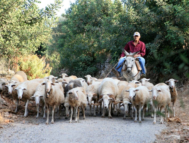 Greek Shepherd with Flock and Donkey Editorial Photography - Image of ...