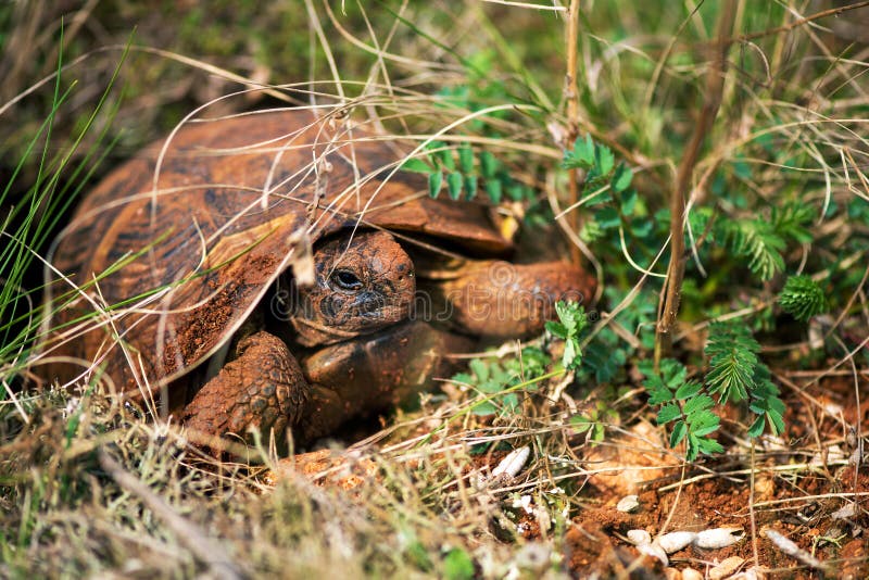 Greek Spiky-backed Turtle Waking Up from Hibernation Early in the ...