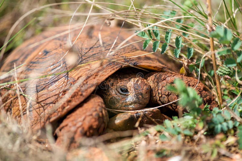Greek Spiky-backed Turtle Waking Up from Hibernation Early in the ...