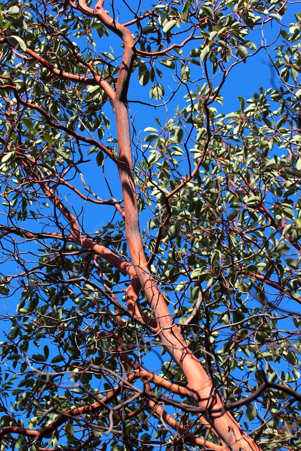 Greek Strawberry Tree, or Arbutus Andrachne, with Red Trunk and ...