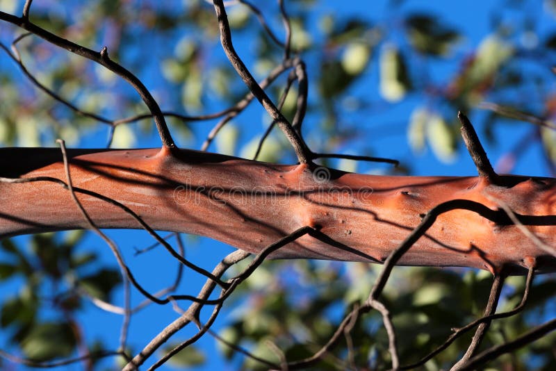 Greek Strawberry Tree, or Arbutus Andrachne, with Red Trunk and ...