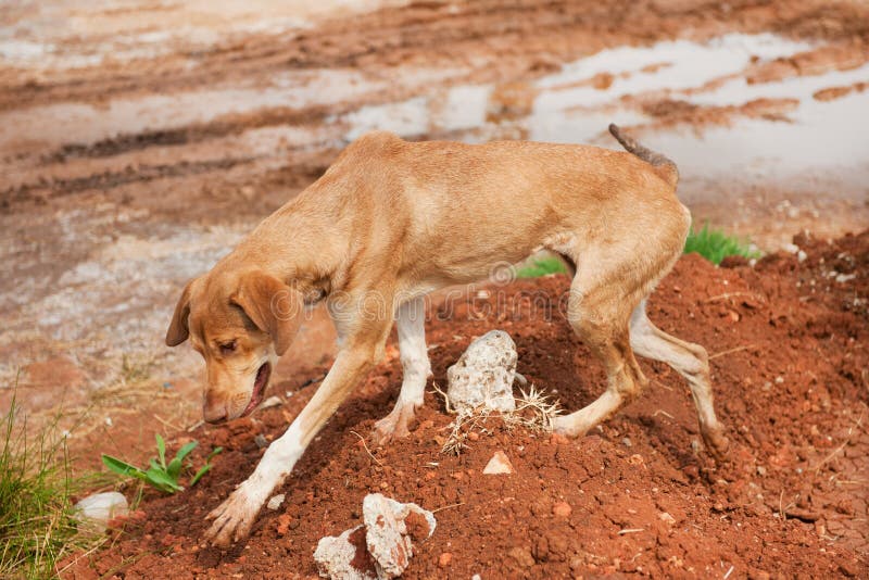 Greek stray dog stock photo. Image of maigre, outdoor - 18348500