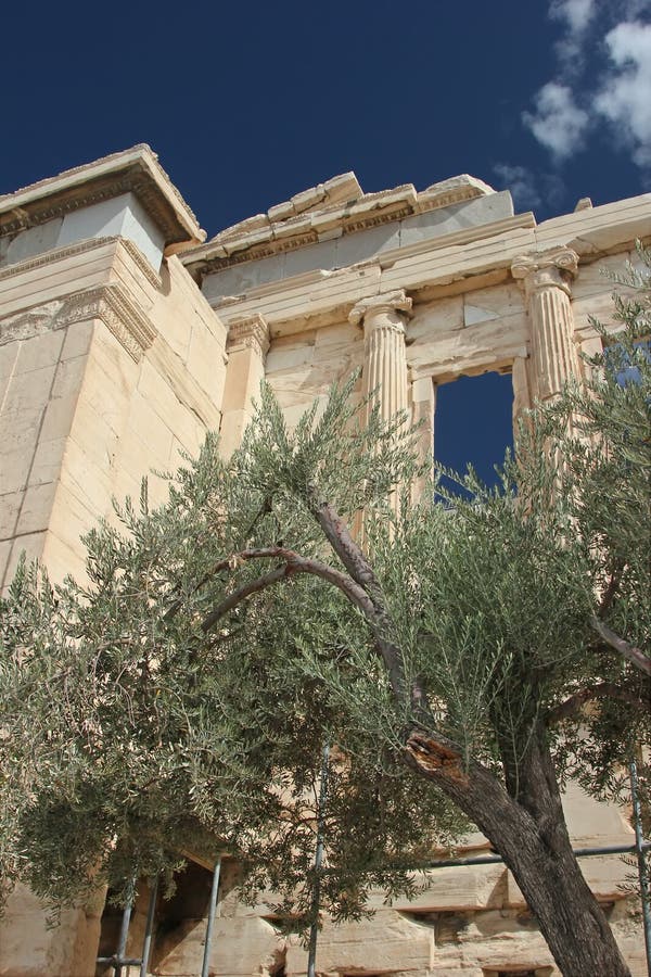 Greek Temple and Olive Tree Stock Image - Image of columns, classic ...