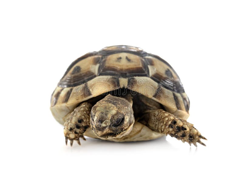 Greek tortoise in studio stock photo. Image of wildlife - 272260328