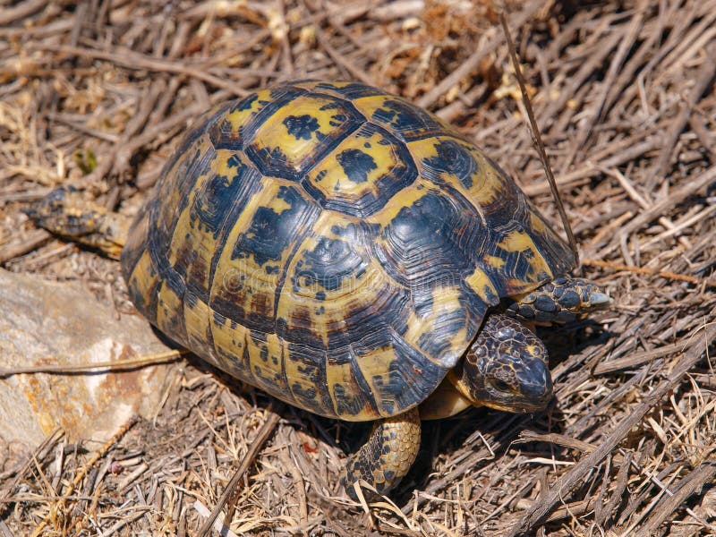 Greek Tortoise, Testudo Graeca Stock Image - Image of shell, earth ...