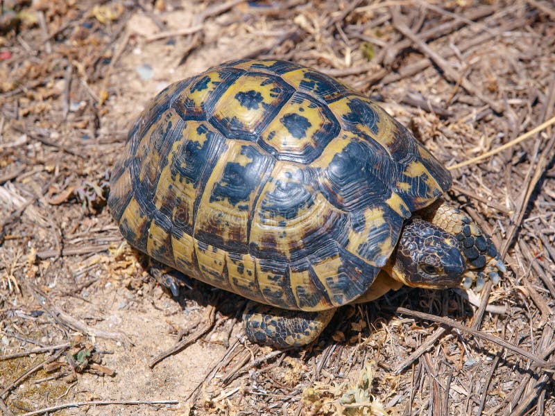 Greek Tortoise, Testudo Graeca Stock Image - Image of ground, tortoise ...
