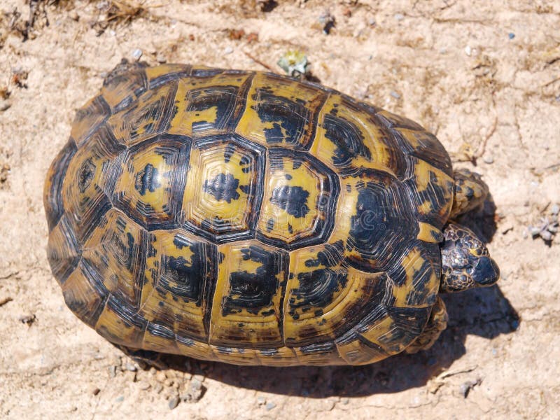 Greek Tortoise, Testudo Graeca Stock Photo - Image of reptile, shell ...