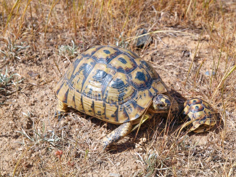 Greek Tortoise, Testudo Graeca Stock Photo - Image of reptile, spain ...