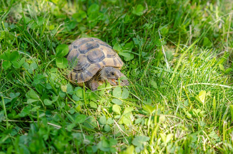 Greek Turtle Eats a Green Leaf. Nutrition of Turtles. Front View of a ...