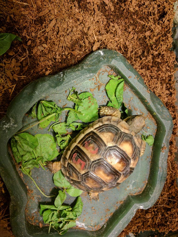 Greek turtle stock photo. Image of saurian, endangered - 31451528