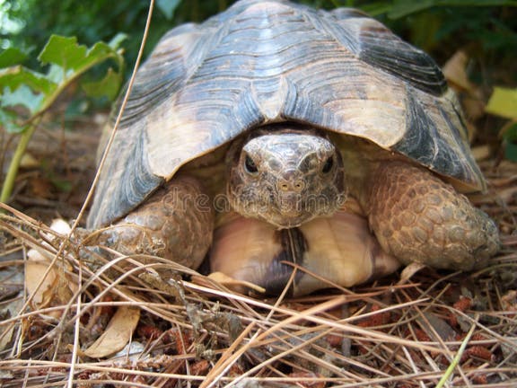 Greek turtle stock photo. Image of saurian, endangered - 31451528