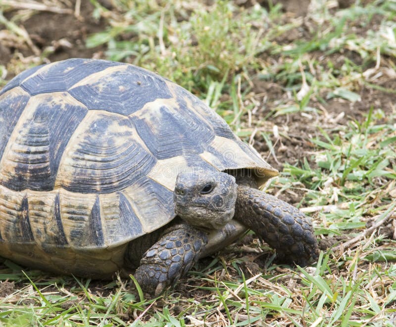 Greek turtle stock photo. Image of saurian, endangered - 31451528