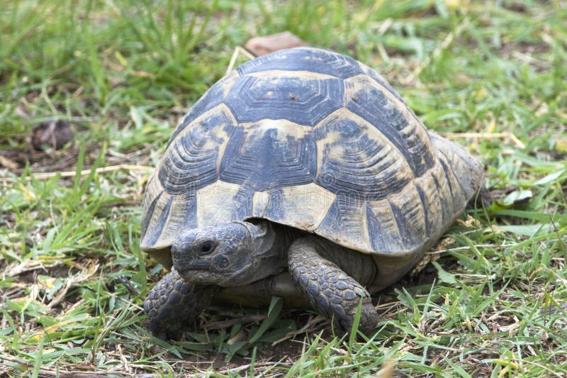 Greek turtle stock photo. Image of saurian, endangered - 31451528