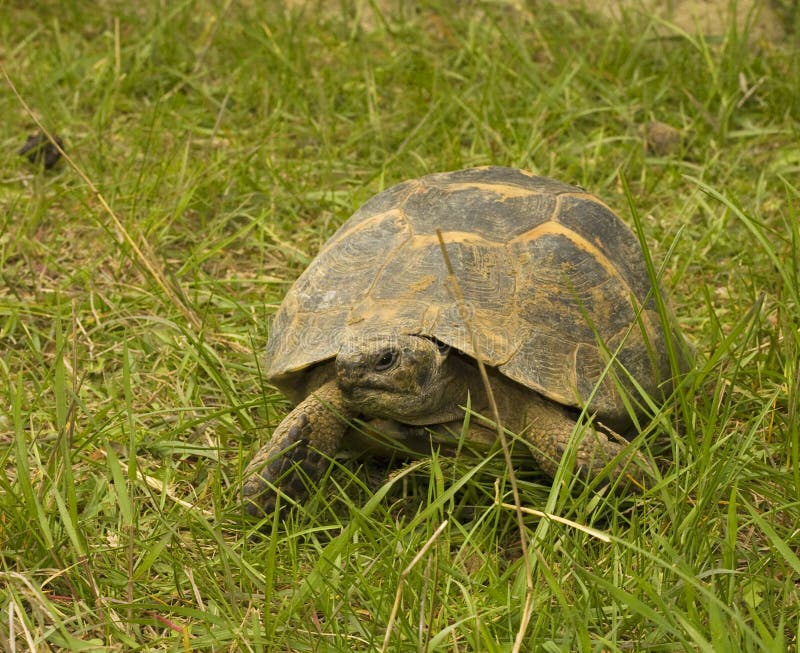 Greek turtle stock photo. Image of saurian, endangered - 31451528