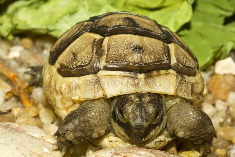 Greek turtle stock photo. Image of saurian, endangered - 31451528