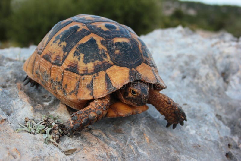Greek Turtle, Testudo Graeca, or Spur-thighed Tortoise Stock Image ...