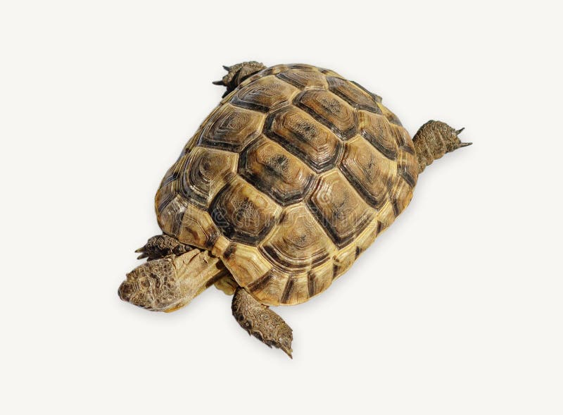 Top View of the Spotted Shell, Head, Paws of a Turtle. Greek Turtle on ...