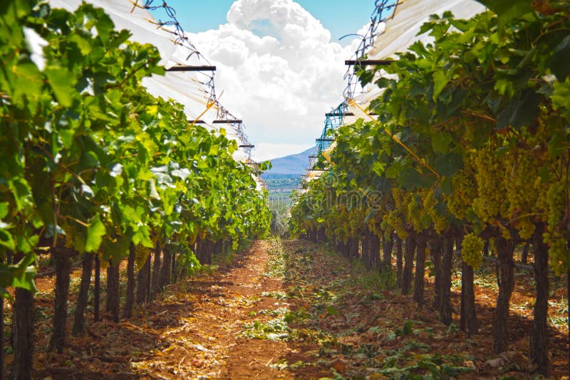 Greek vineyard stock photo. Image of bunch, dessert, currant - 44271422