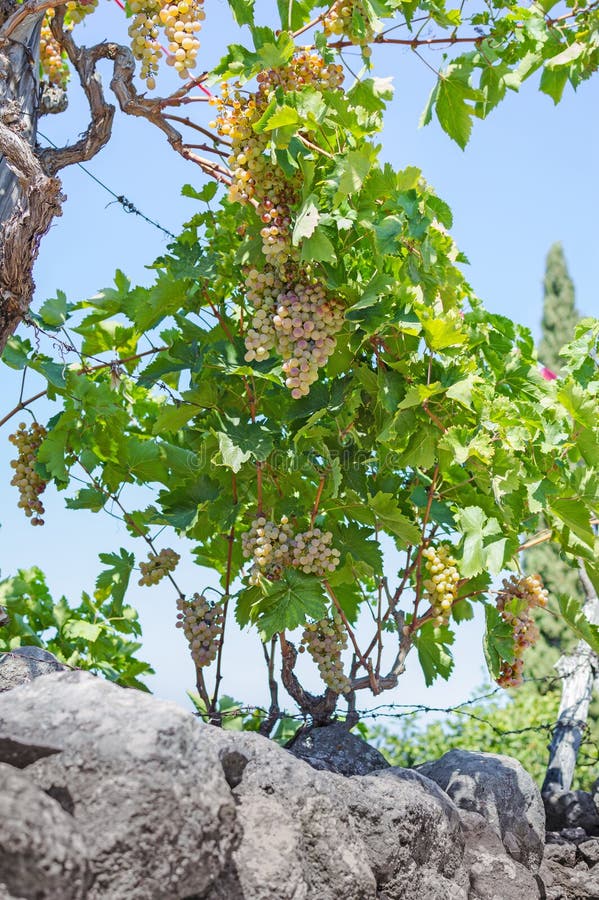 Greek vineyard stock photo. Image of bunch, dessert, currant - 44271422