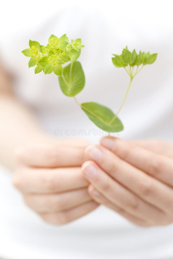 Product Display Podium with Centella Leaves on Green Background Stock ...